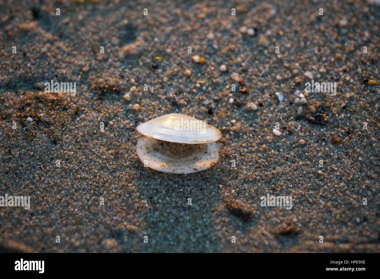 Close up shell hi-res stock photography and images - Alamy