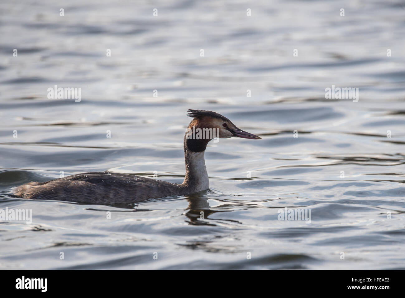 Grebe with head plume hi-res stock photography and images - Alamy
