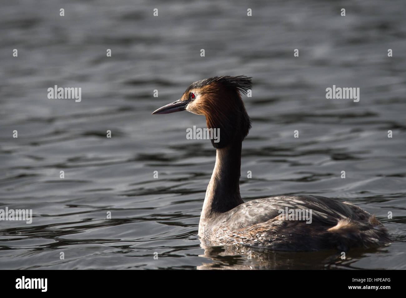 Grebe with head plume hi-res stock photography and images - Alamy