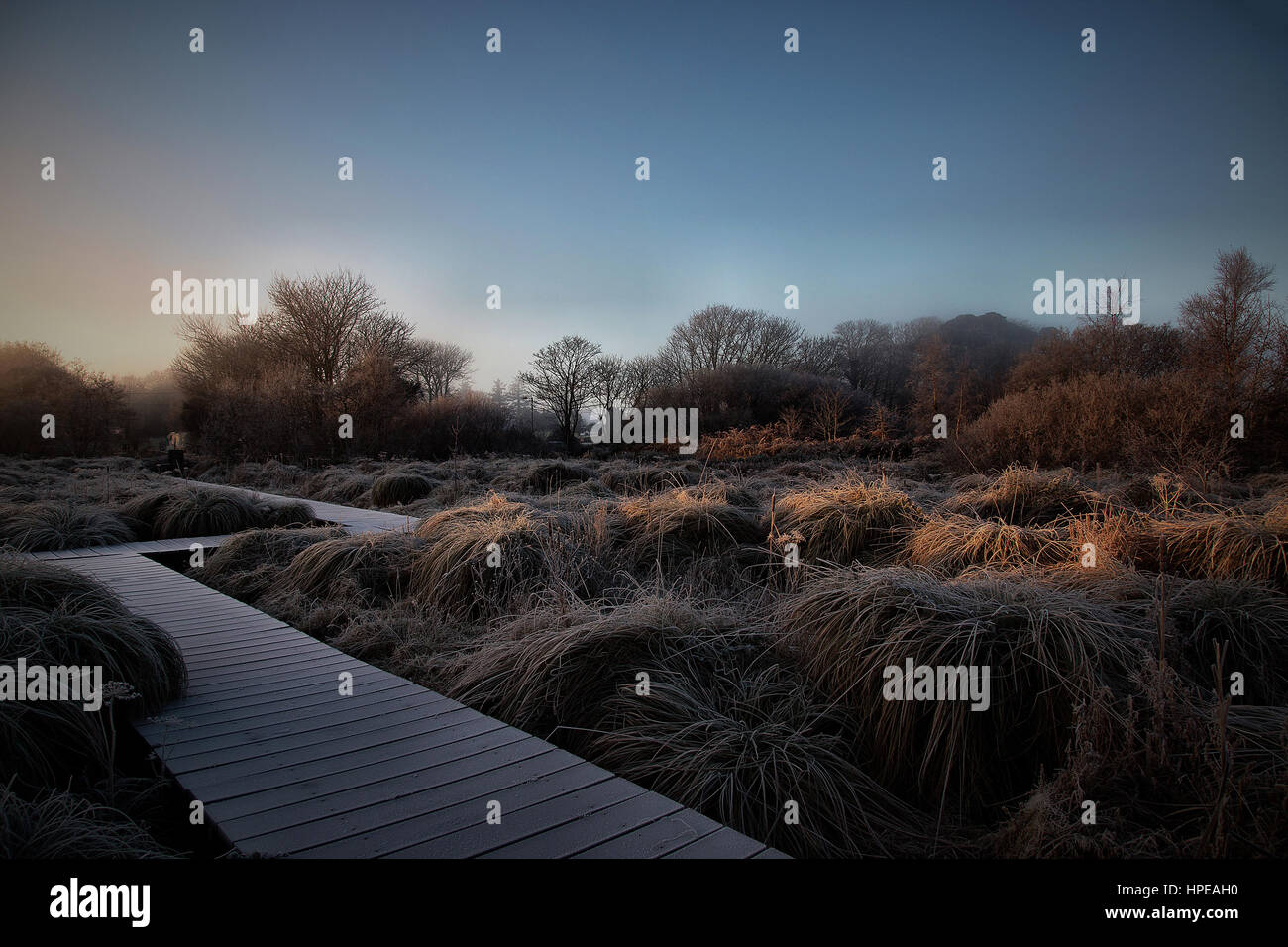 Sunrise on a frosty morning, over Fenor Bog Stock Photo - Alamy