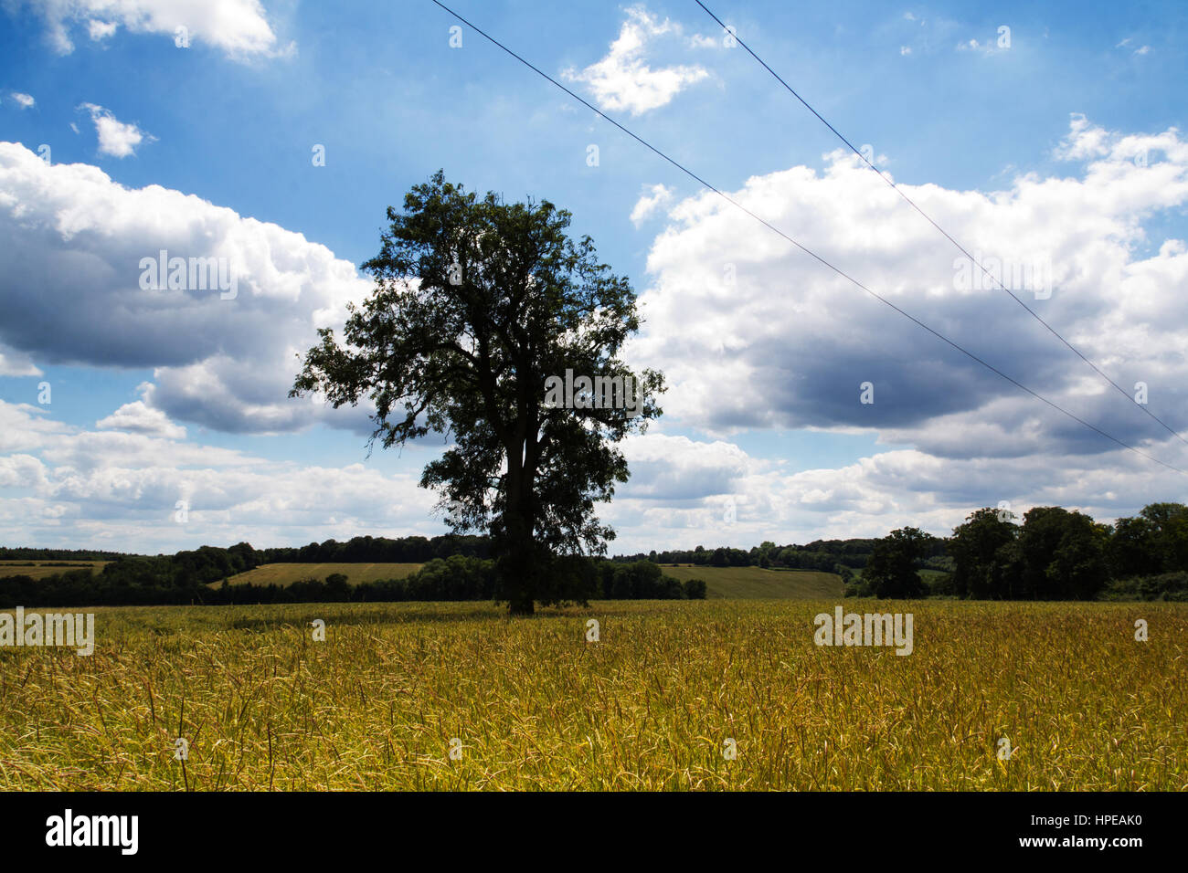 Wheat growing in a field in the Chilterns, England Stock Photo - Alamy