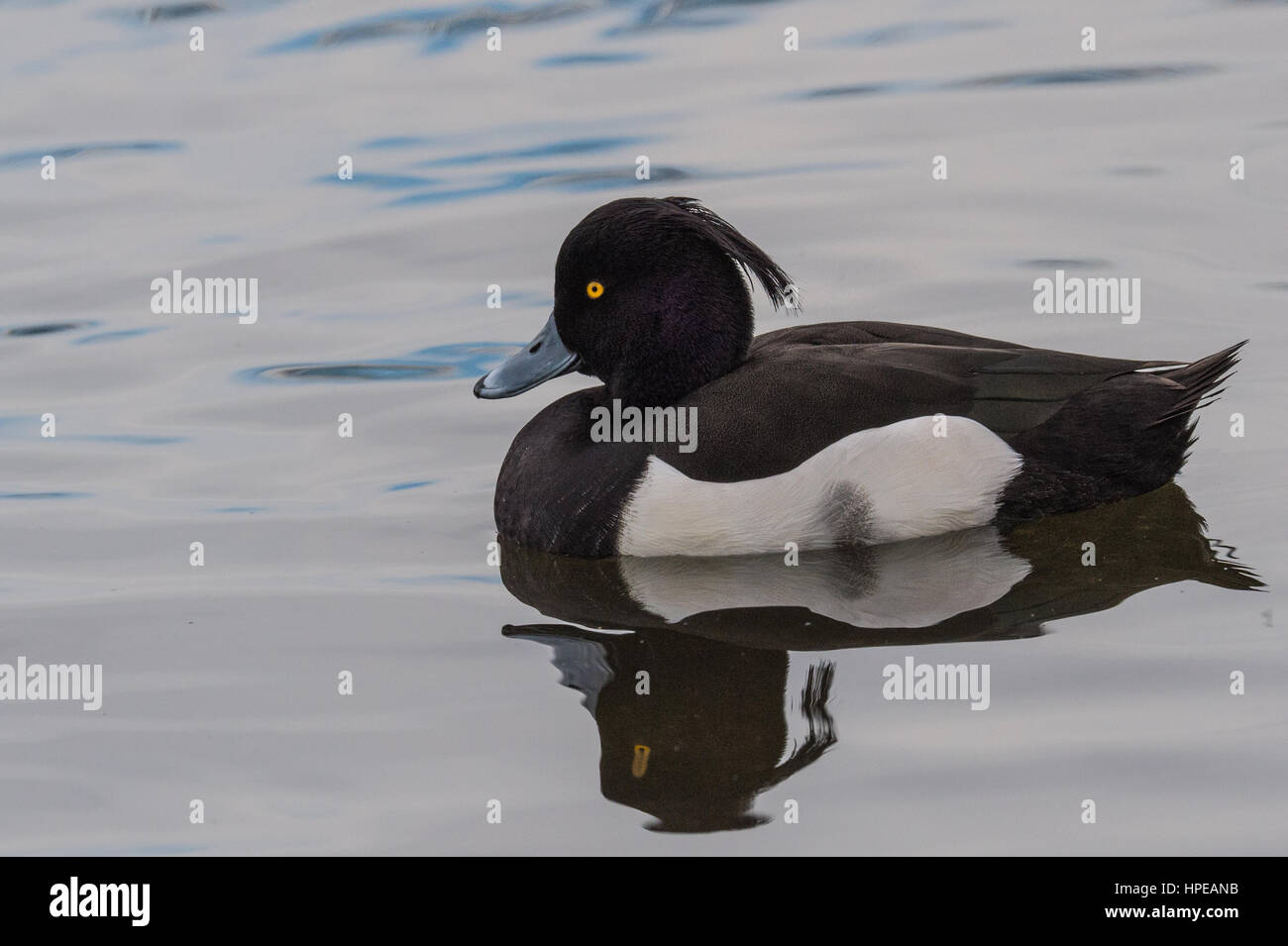 Duck plume hi-res stock photography and images - Alamy