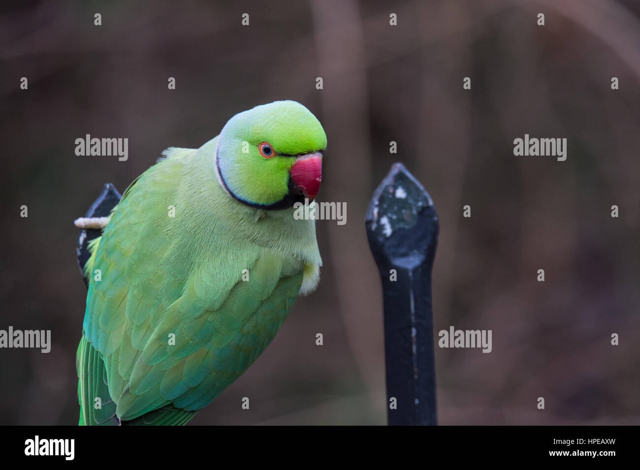 Very adaptable species hi-res stock photography and images - Alamy