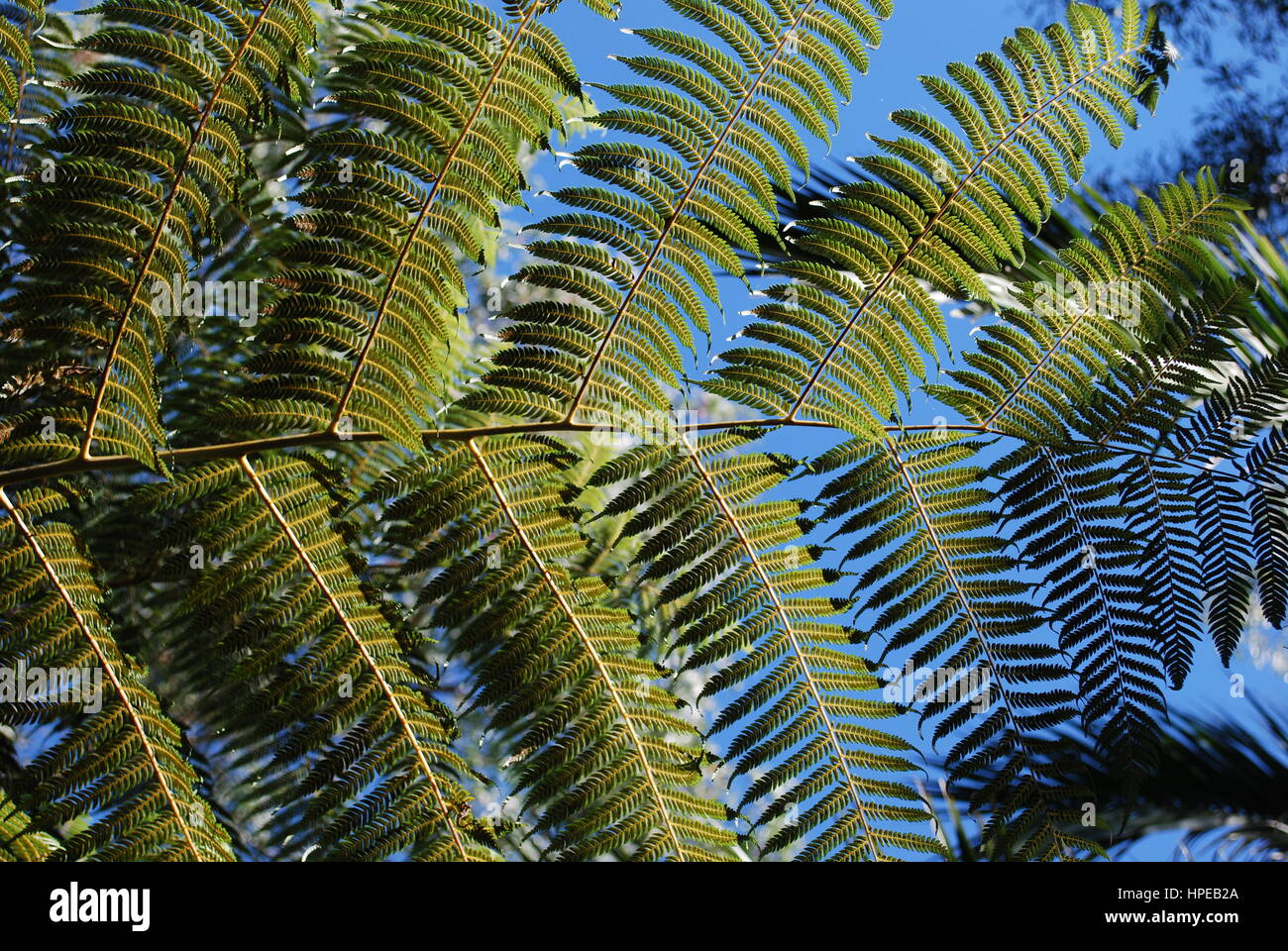 Cyathea dealbata leaf (also known as the silver tree-fern or silver ...