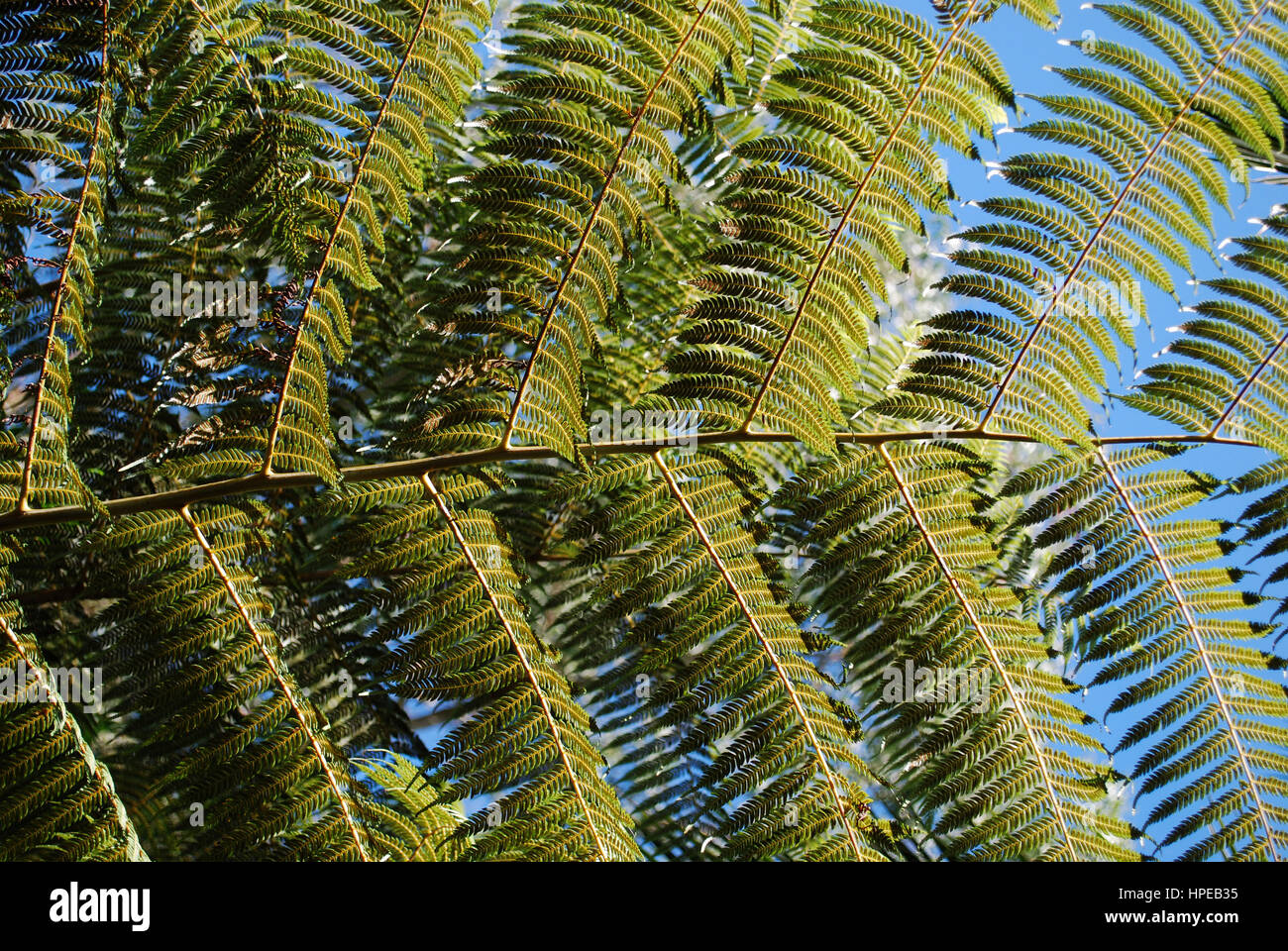 Cyathea dealbata leaf (also known as the silver tree-fern or silver ...