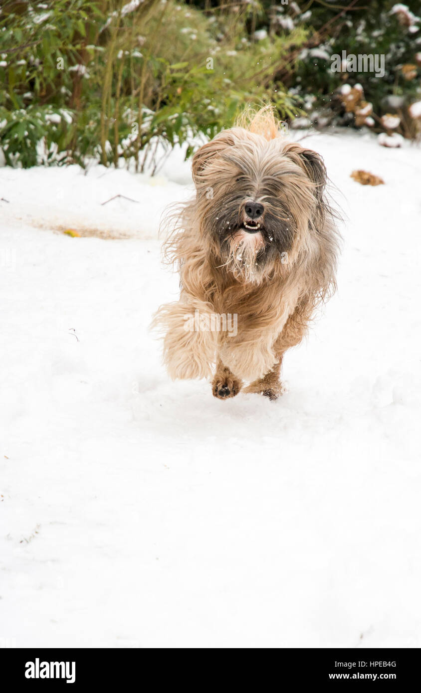 Dog jumping snow hi-res stock photography and images - Alamy