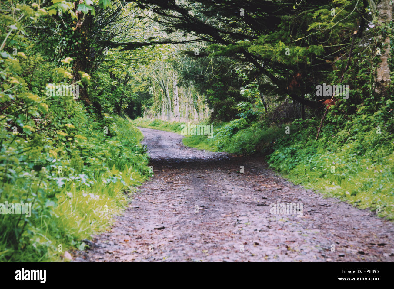 Countryside walk with path winding through trees Vintage Retro Filter ...
