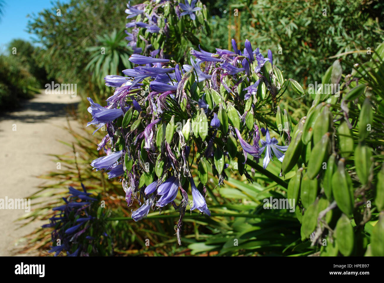 Lily of the Nile (Agapanthus praecox subsp. praecox 'Azure') bloom ...