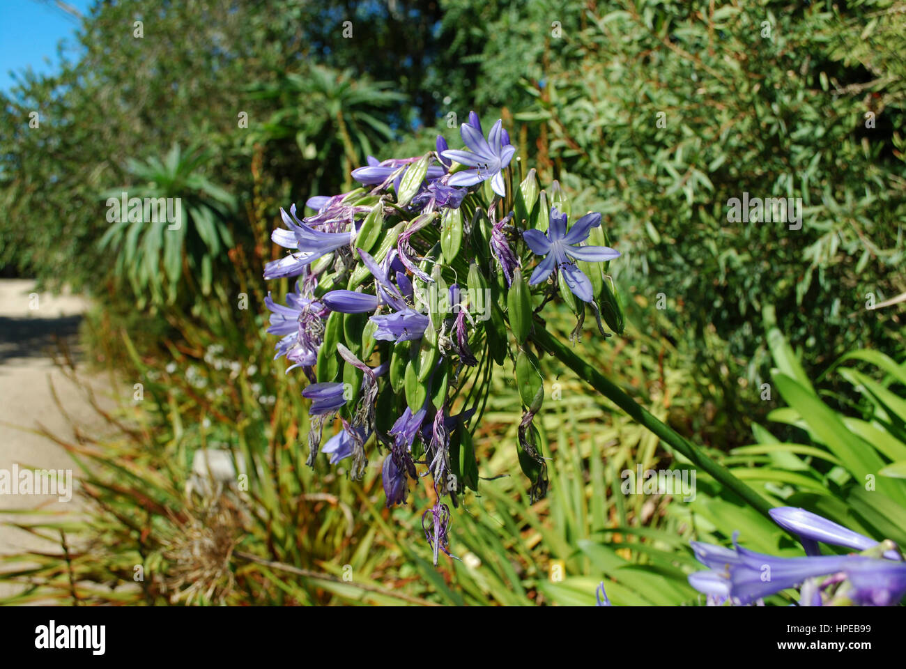 Lily of the Nile (Agapanthus praecox subsp. praecox 'Azure') bloom ...