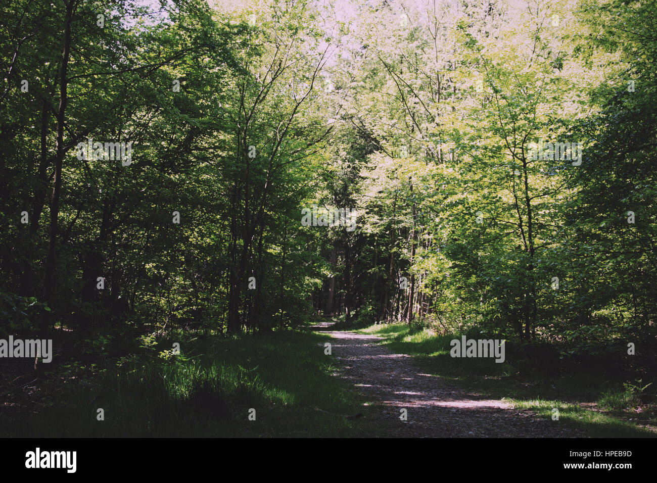 Countryside walk with path winding through trees Vintage Retro Filter ...