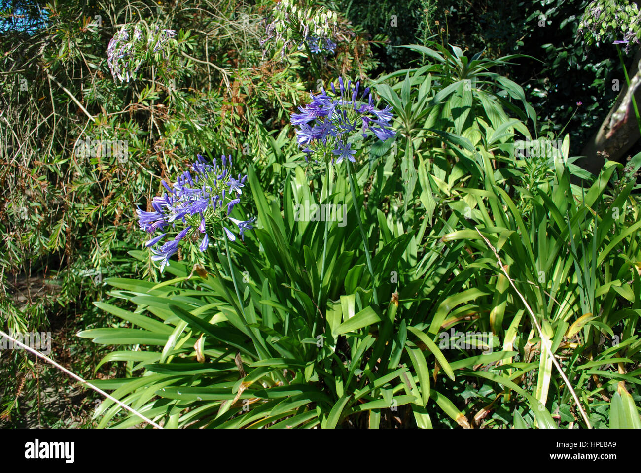 Lily of the Nile (Agapanthus praecox subsp. praecox 'Azure') bloom ...