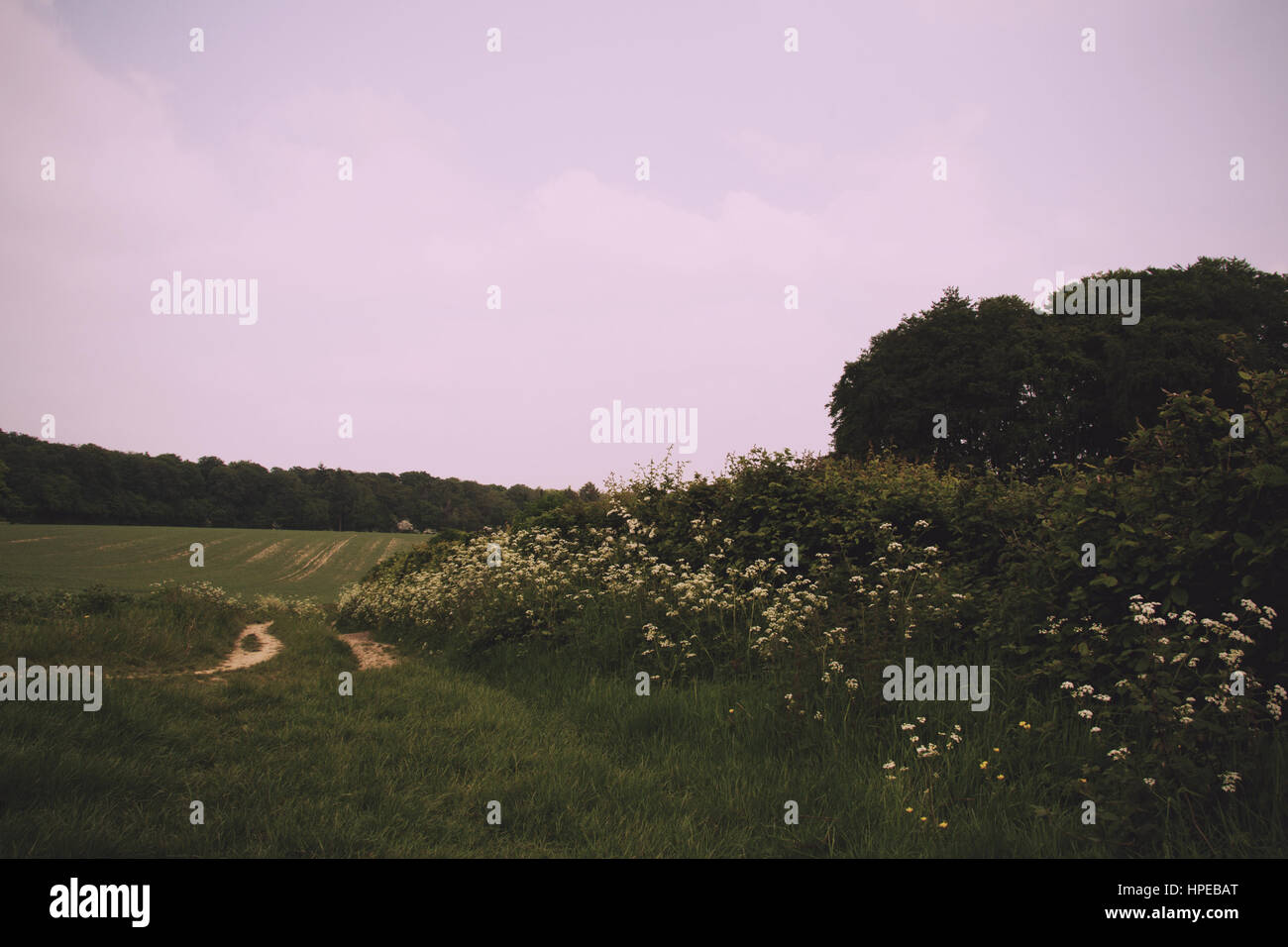 View over the Chilterns landscape in Buckinghamshire, England Vintage ...
