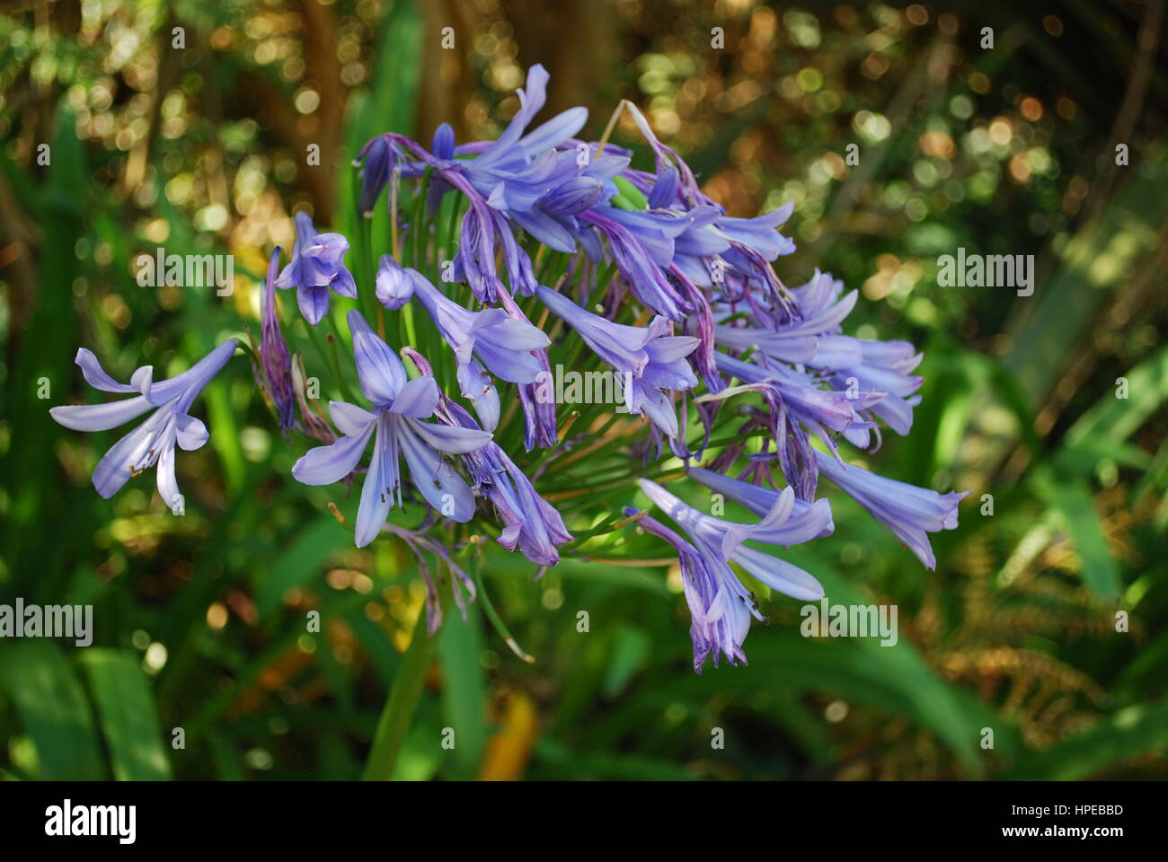 Lily of the Nile (Agapanthus praecox subsp. praecox 'Azure') bloom ...