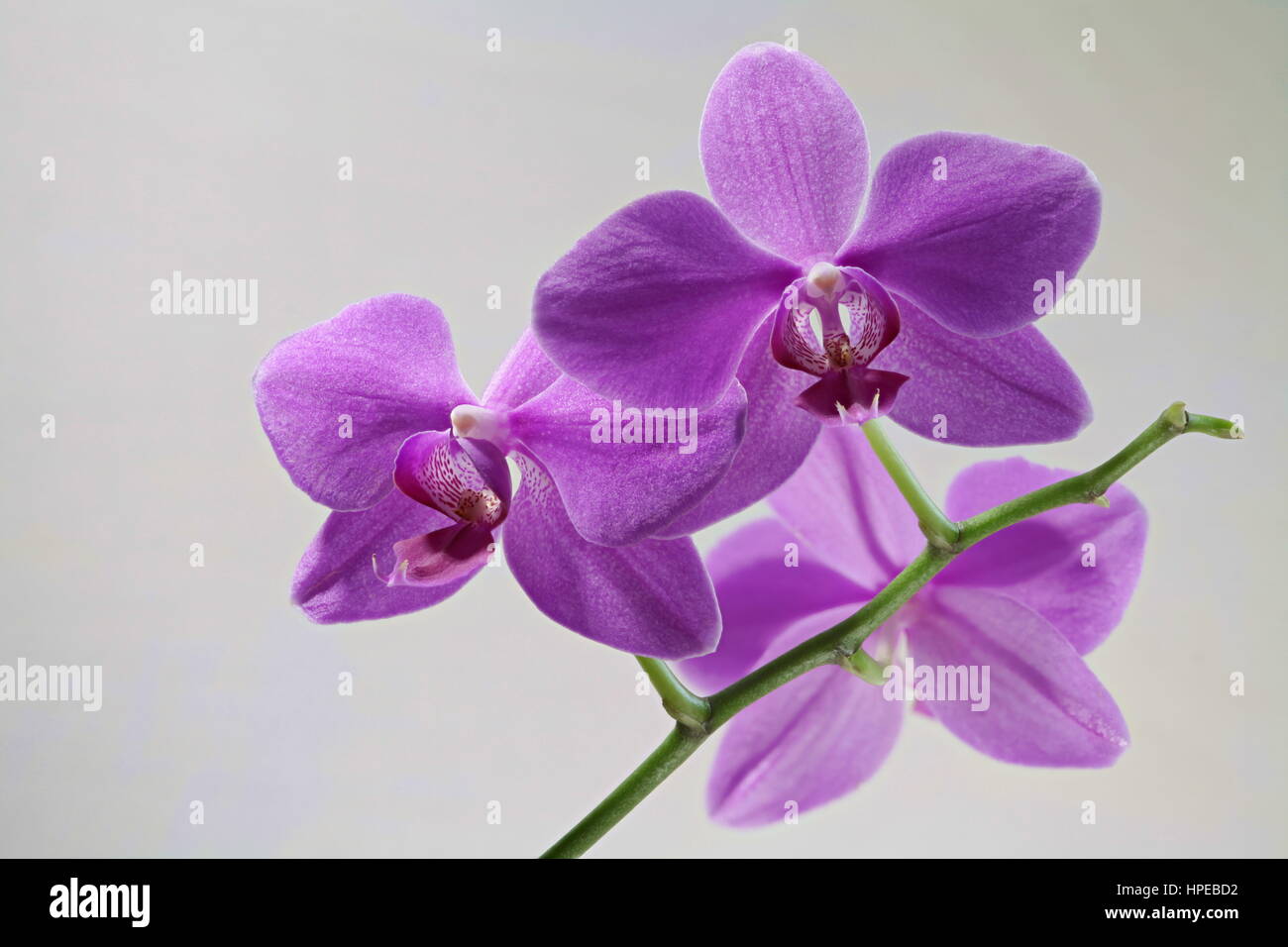pure pink flowers of orchids isolated on white Stock Photo - Alamy