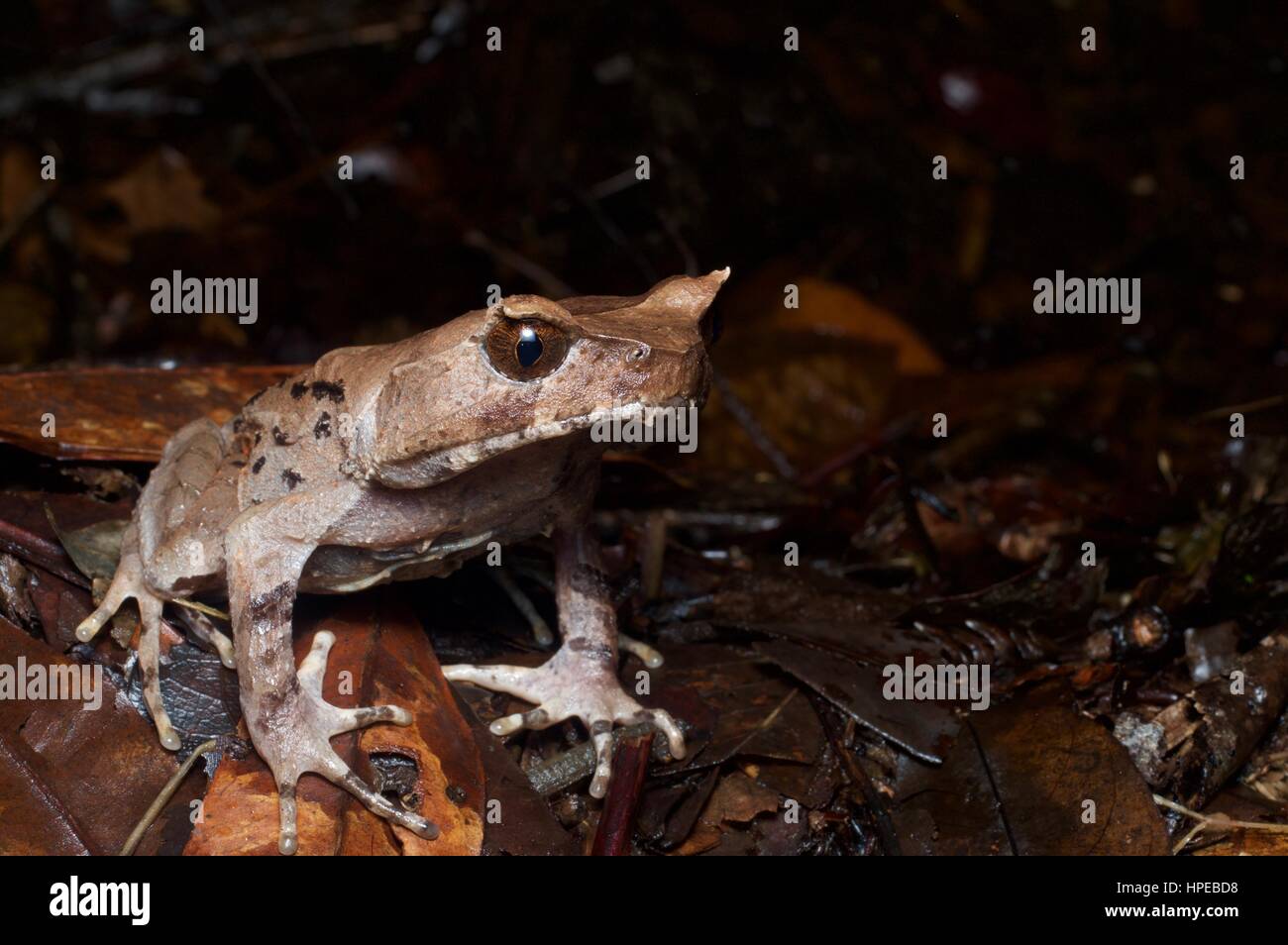 Perak horned frog hi-res stock photography and images - Alamy