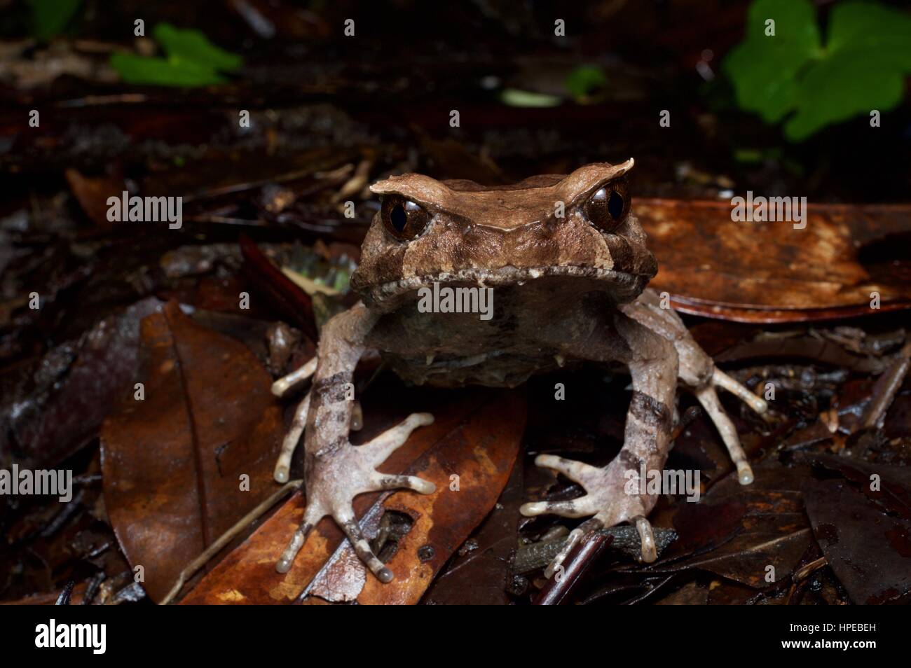 A grumpy-looking Perak Horned Frog (Xenophrys aceras) in Fraser's Hill ...