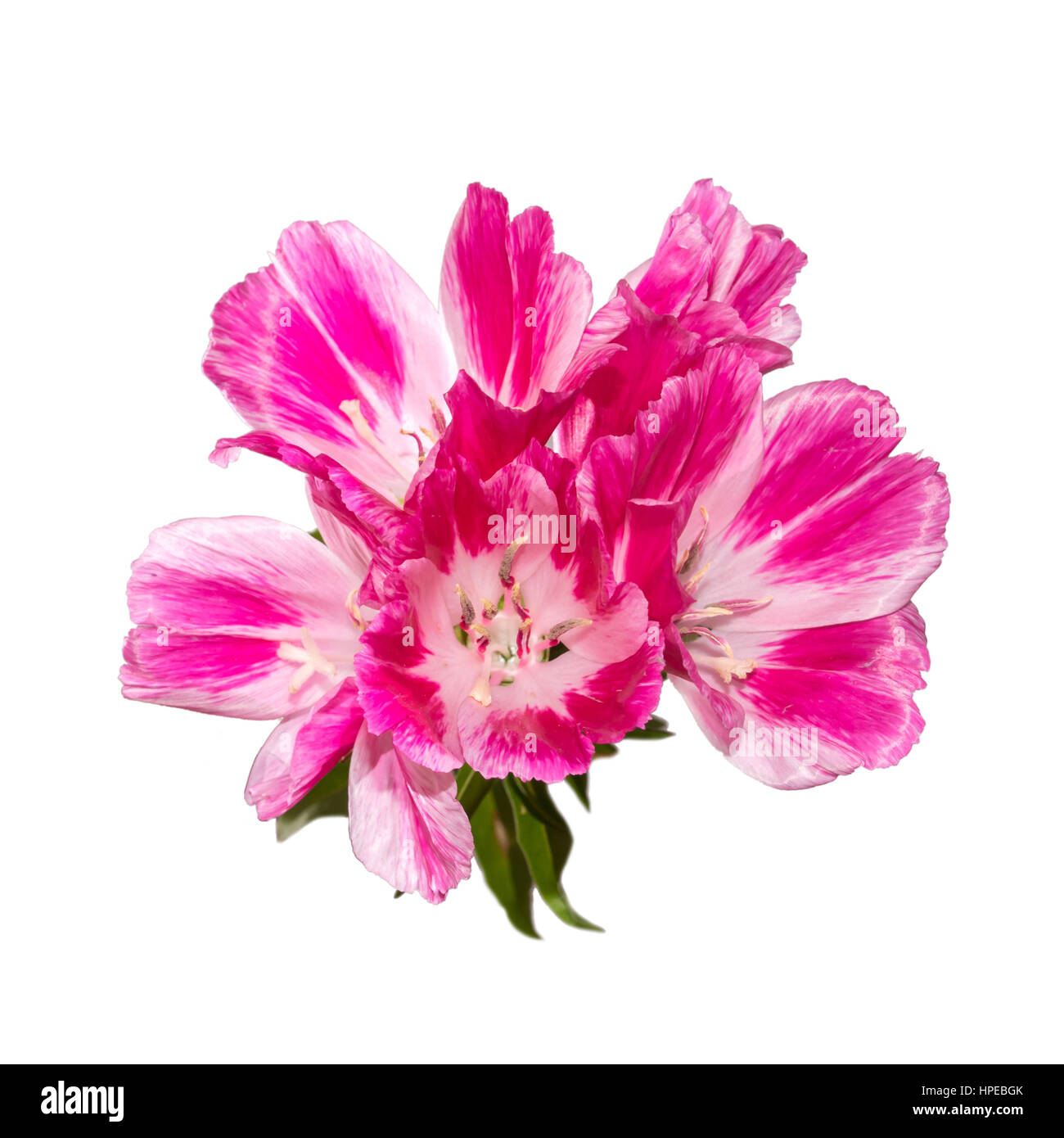 Godetia flower isolated. A branch of beautiful pink and purple spring ...