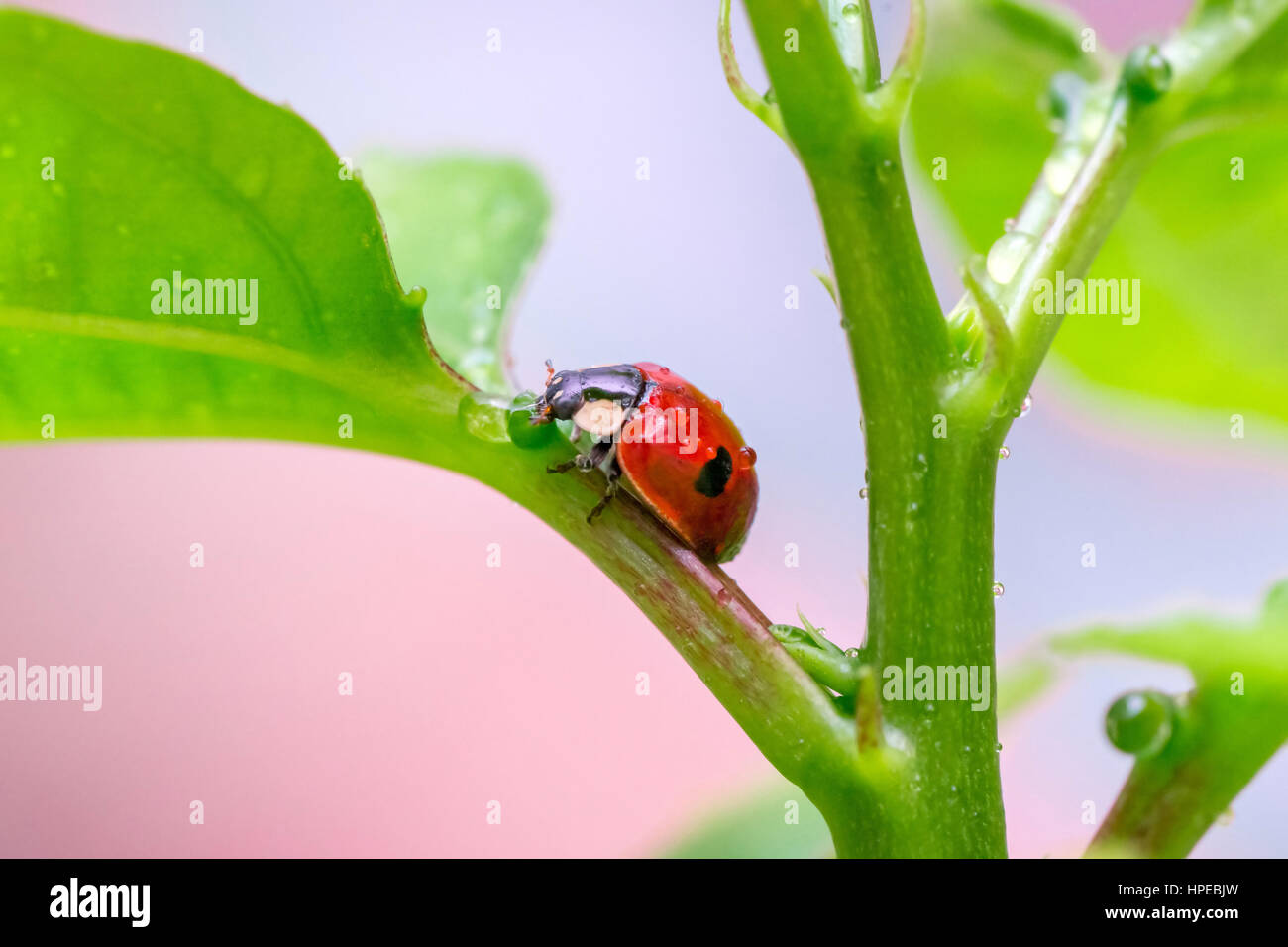 Close-up Ladybug on a green leaf in the grass. Water drops. ladybug ...