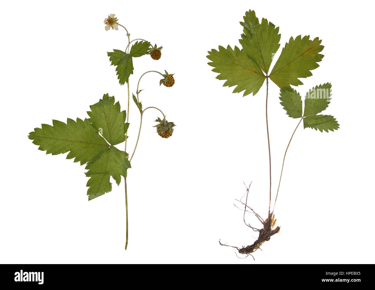 Strawberry plant root hi-res stock photography and images - Alamy