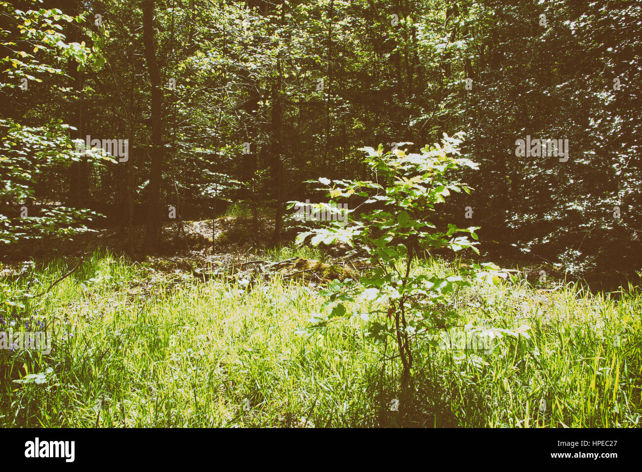 Looking through the trees in an English wood Stock Photo - Alamy