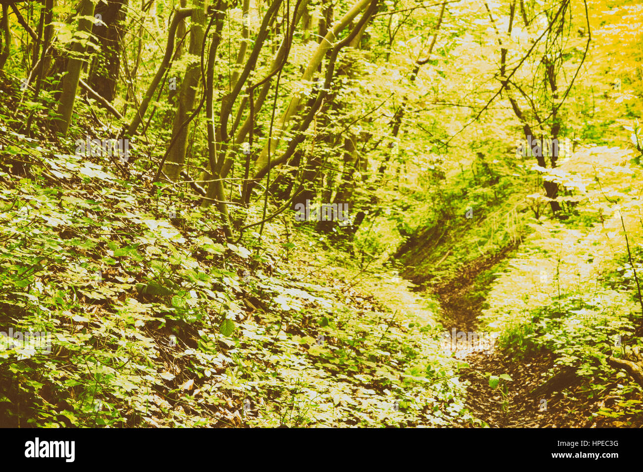 Leafy view through English woodland in the summer Stock Photo - Alamy