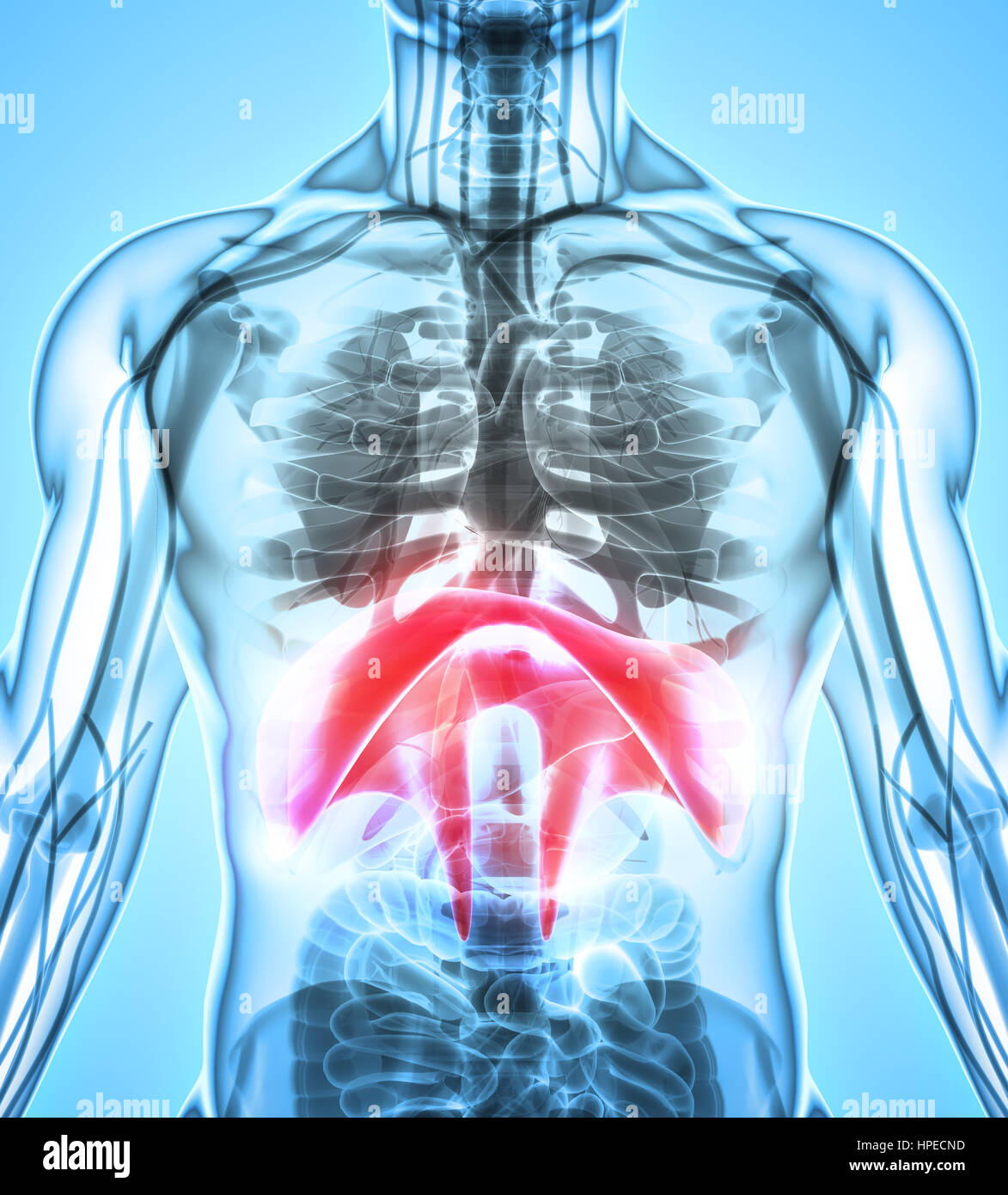 3D illustration of Diaphragm - Part of Human Organic Stock Photo - Alamy
