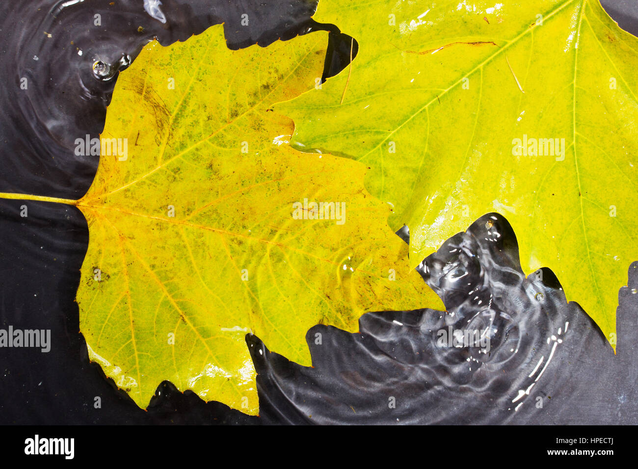 Bright colourful autumn leaf floating in water with ripples Stock Photo - Alamy