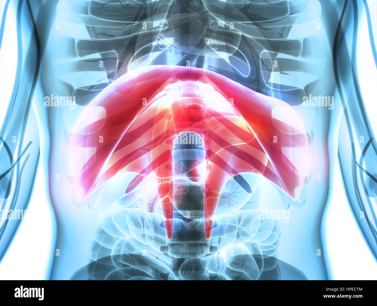 3D illustration of Diaphragm - Part of Human Organic Stock Photo - Alamy