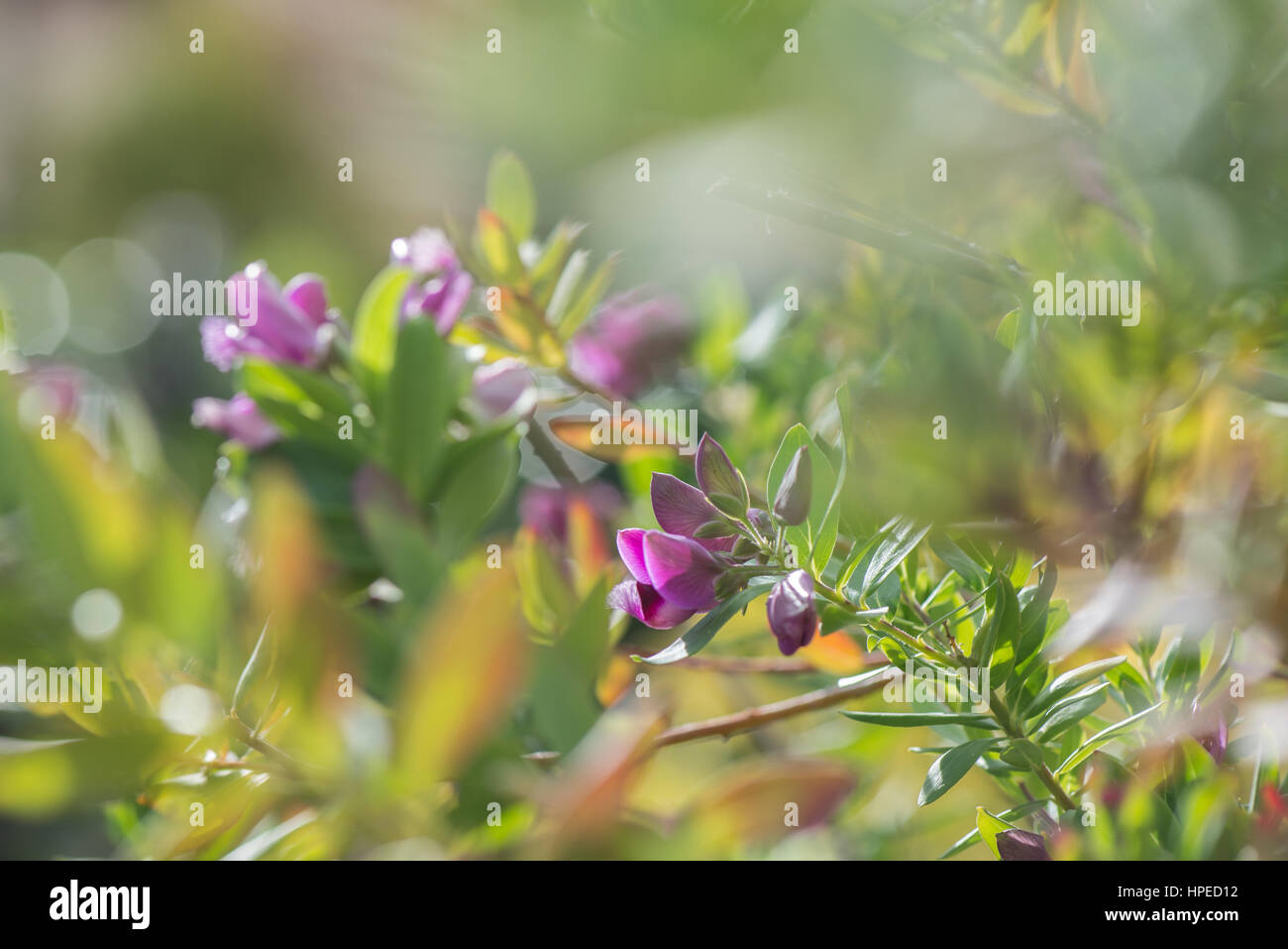 Delicate spanish spring flowers blossom with soft focus Stock Photo - Alamy