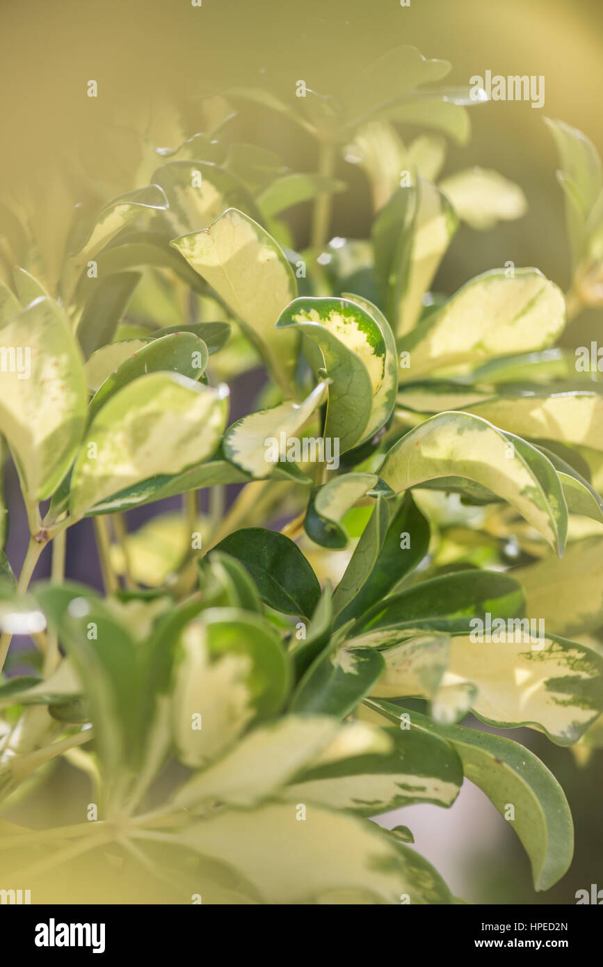 Spanish schefflera in midday spring sun with soft focus Stock Photo - Alamy