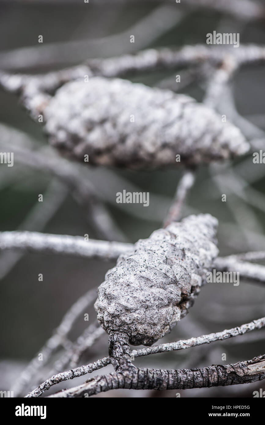 Light grey cones on deep green background Stock Photo - Alamy