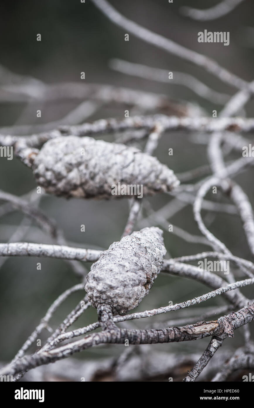 Light grey cones on deep green background Stock Photo - Alamy