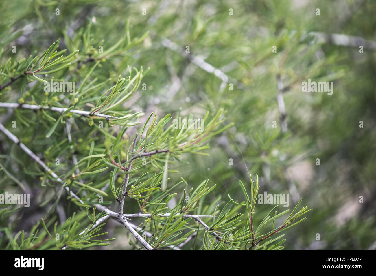 Spanish branches hi-res stock photography and images - Alamy