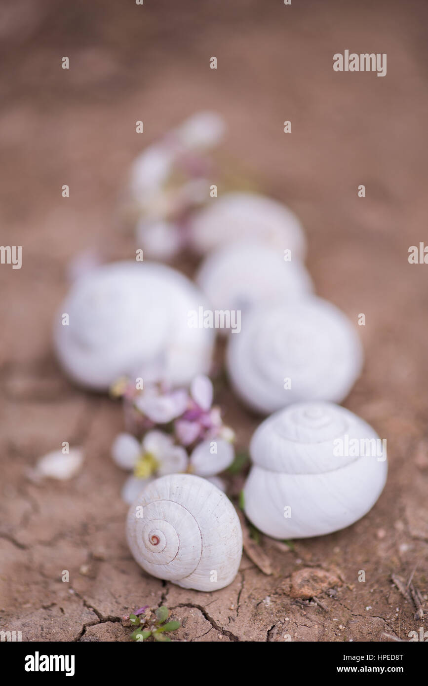 Snail shell on a dry land background Stock Photo - Alamy