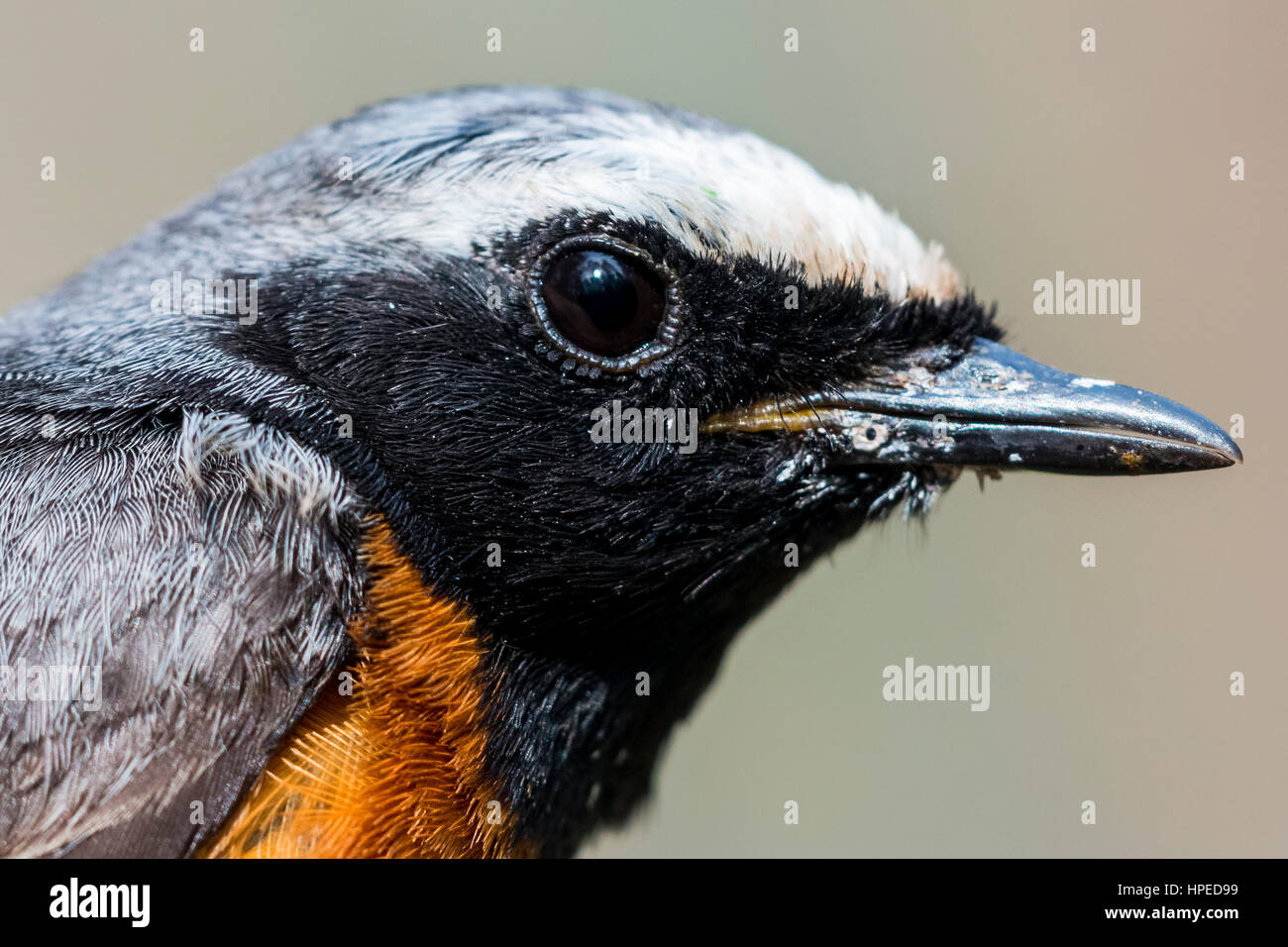 Male common redstart Stock Photo - Alamy