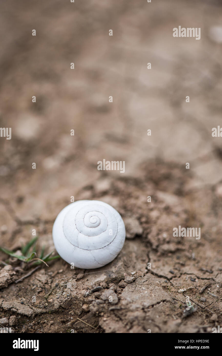 Snail shell on a dry land background Stock Photo - Alamy