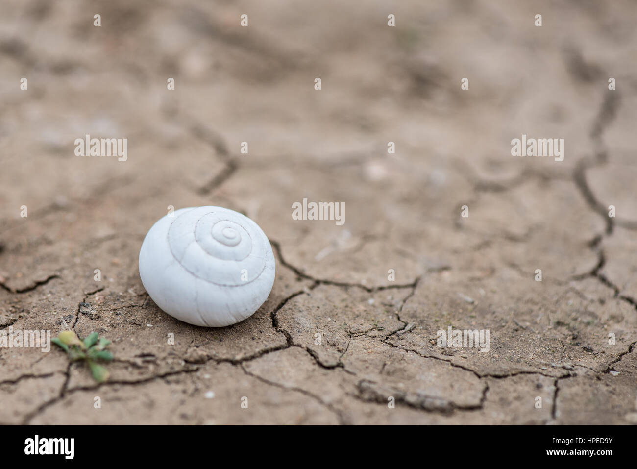 Snail shell on a dry land background Stock Photo - Alamy