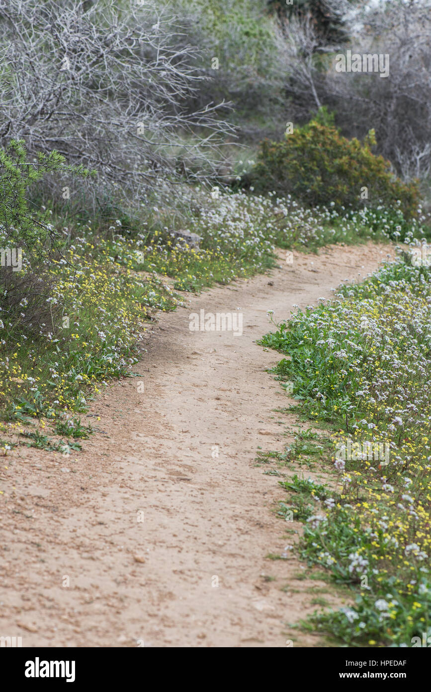 Spring path in between delicate white flowers, walk towards future ...