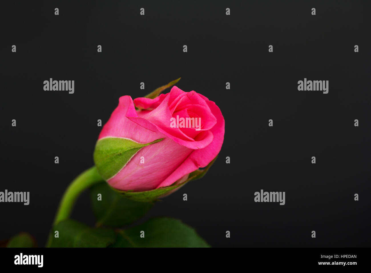Delicate beautiful pink rose on a plain background Stock Photo - Alamy