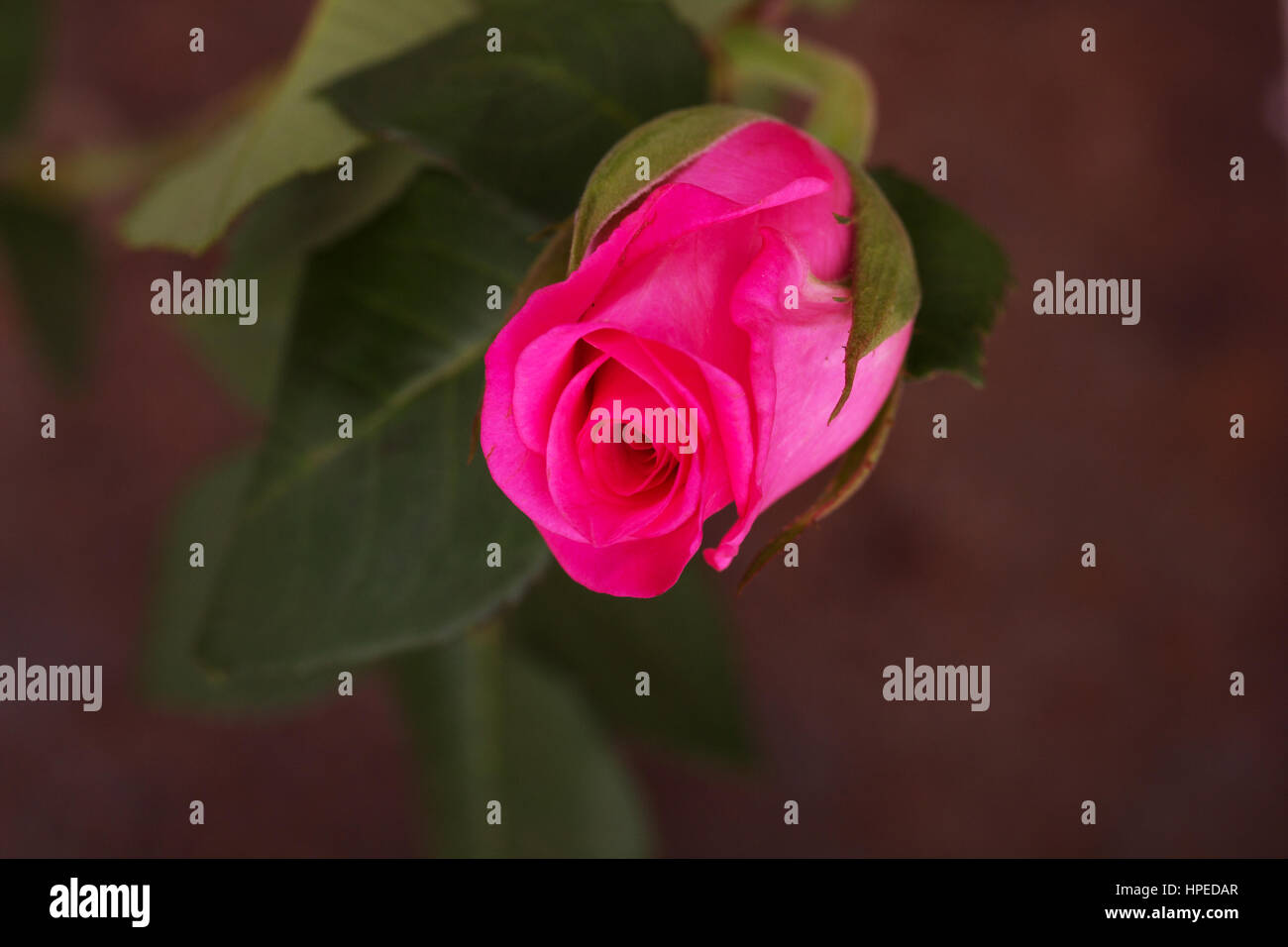 Delicate beautiful pink rose on a plain background Stock Photo - Alamy