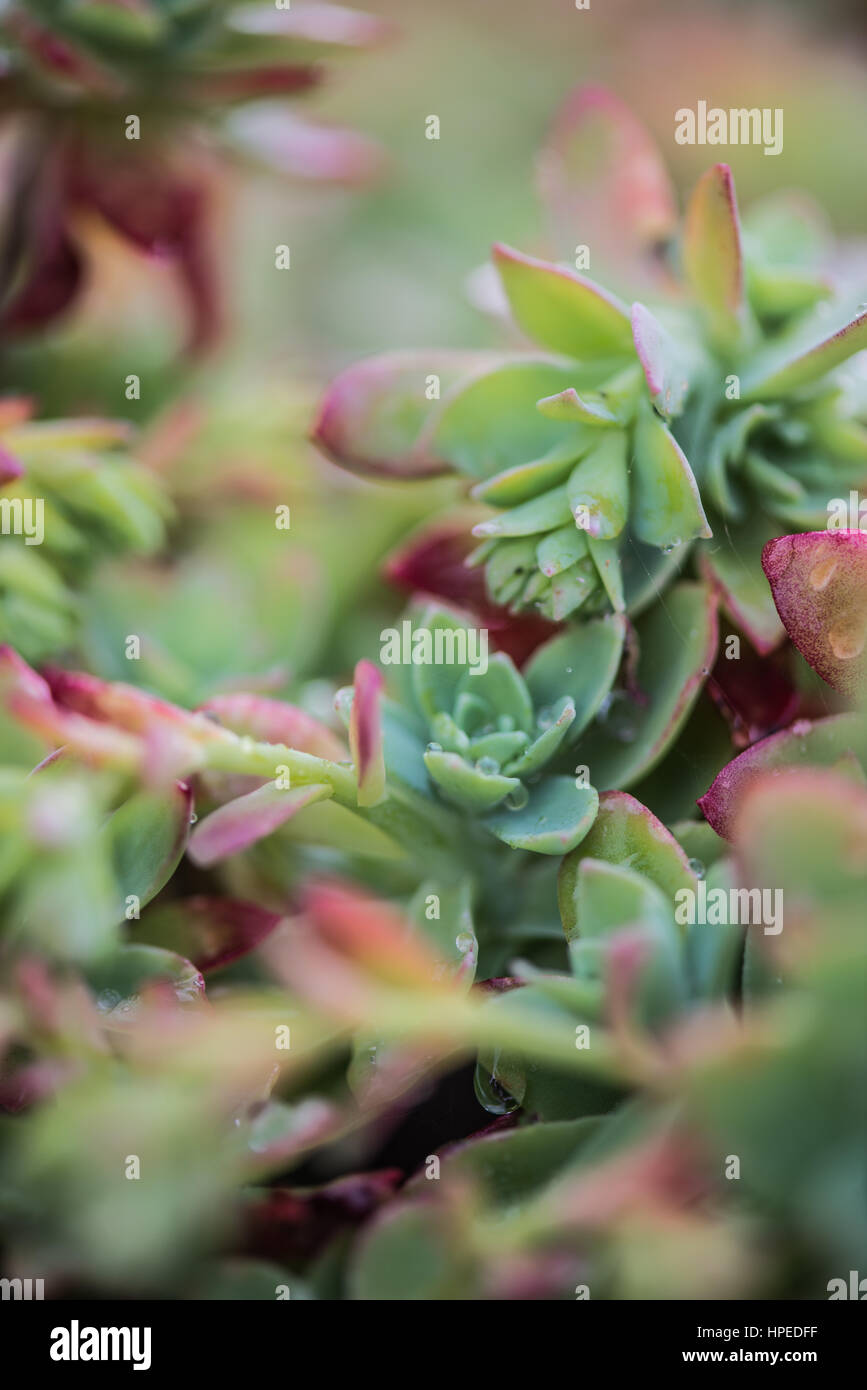 Spanish Succulent Plants