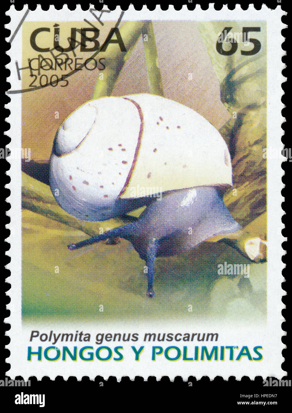 Polymita hi-res stock photography and images - Alamy