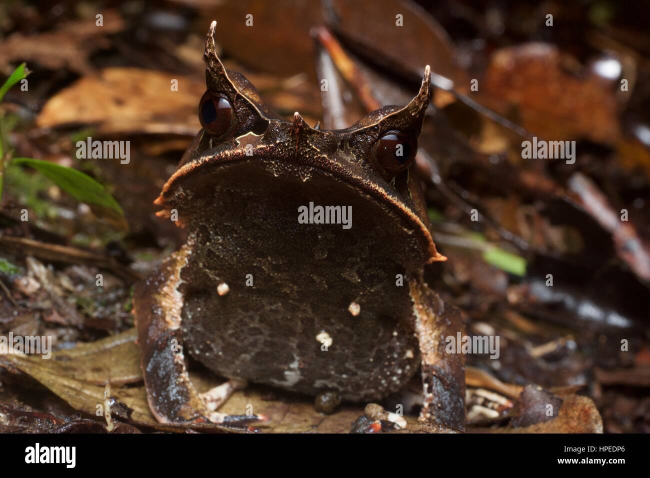 A Malayan Horned Frog (Megophrys nasuta) camouflaged in the leaf litter ...