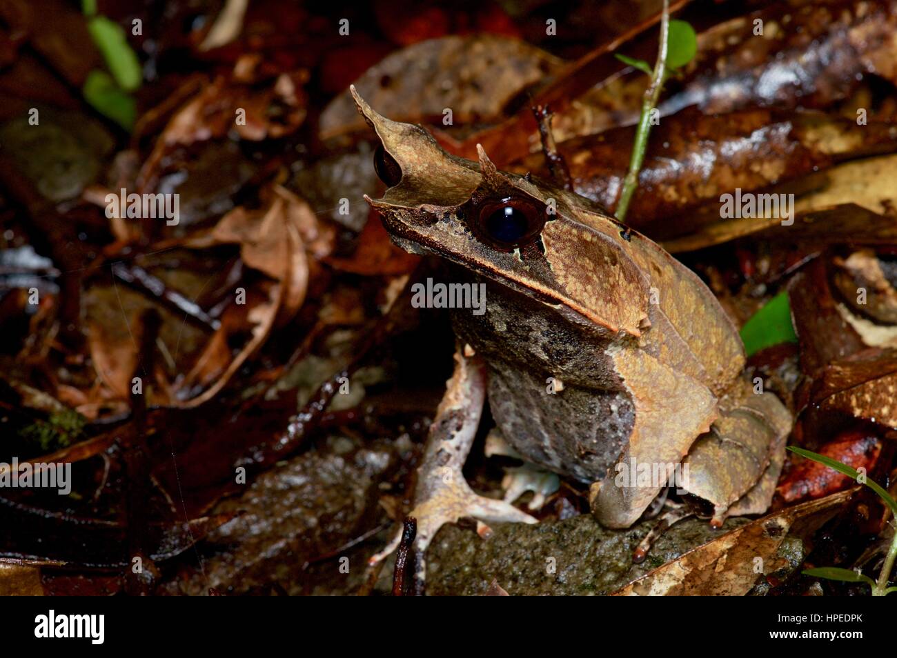 A Malayan Horned Frog (Megophrys nasuta) camouflaged in the leaf litter ...