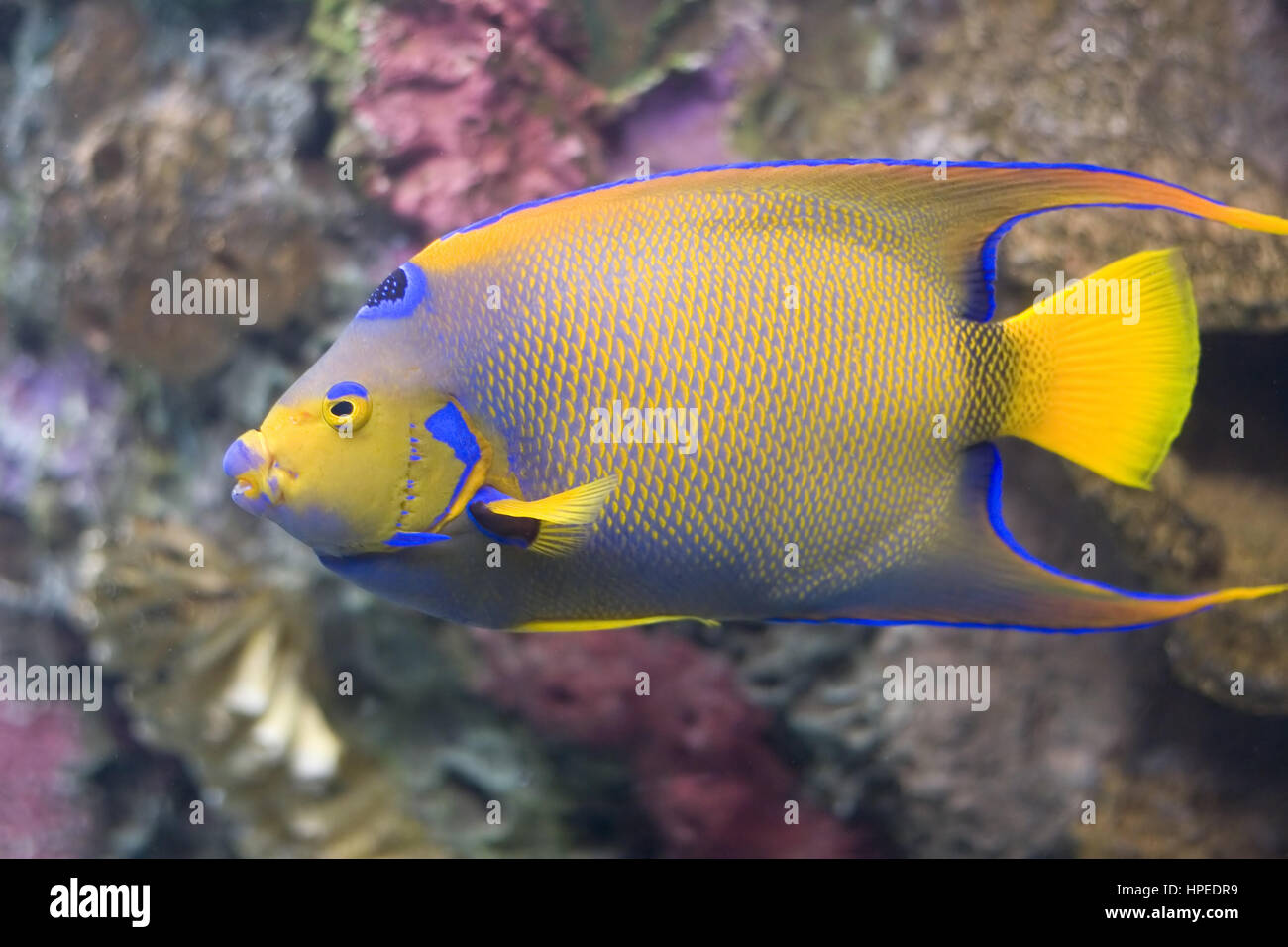 A queen angelfish hi-res stock photography and images - Alamy