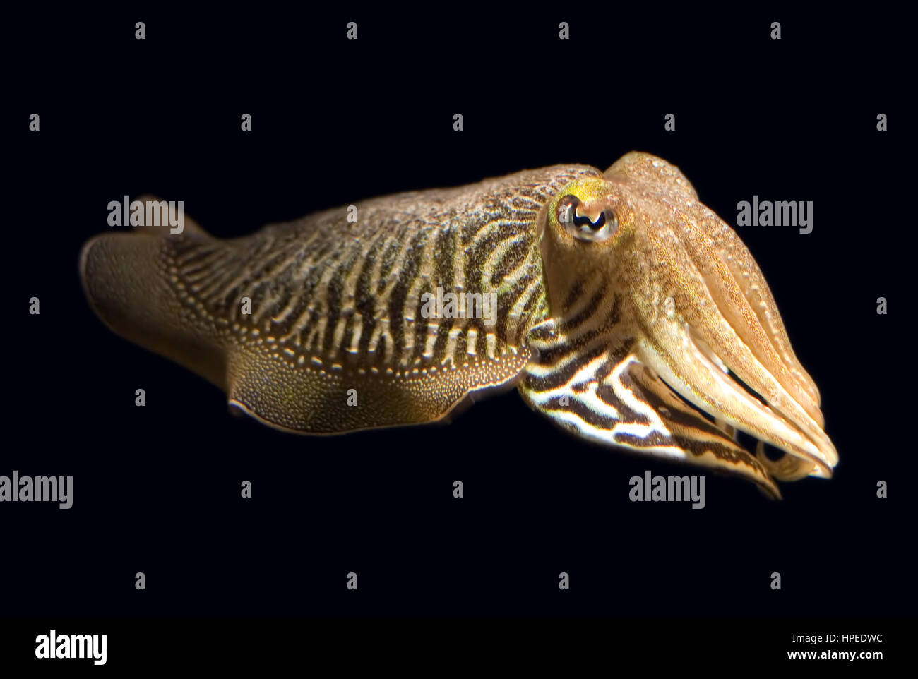 Common cuttlefish sepia officinalis hi-res stock photography and images ...