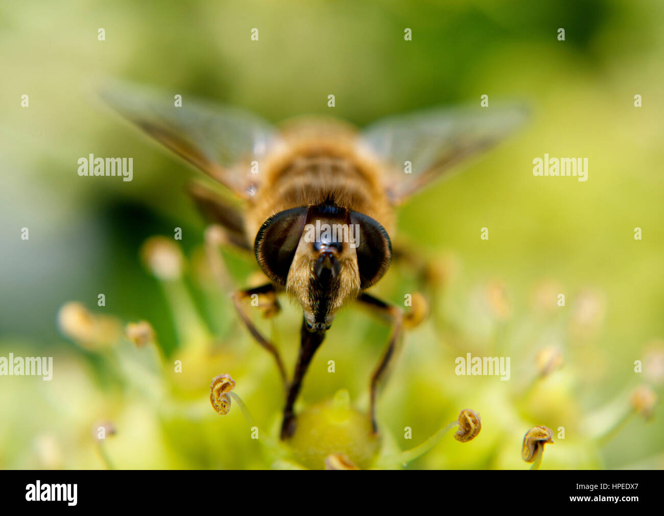 Maisonary bee drinking it's nectar Stock Photo - Alamy