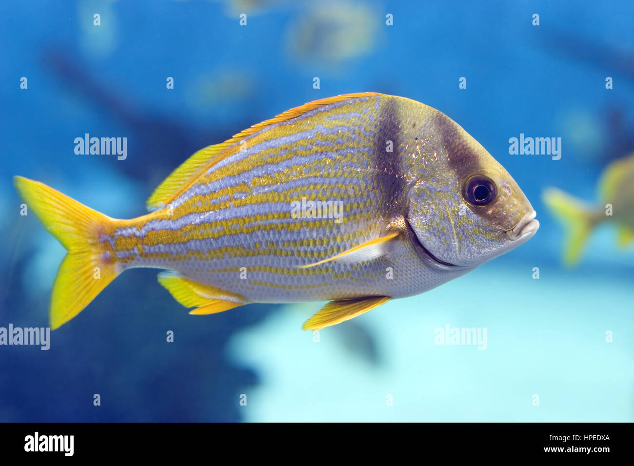 Closeup of a striped yellow tail fish Stock Photo - Alamy
