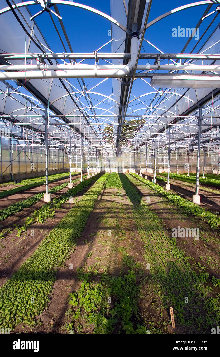 Greenhouse interior vegetables hi-res stock photography and images - Alamy