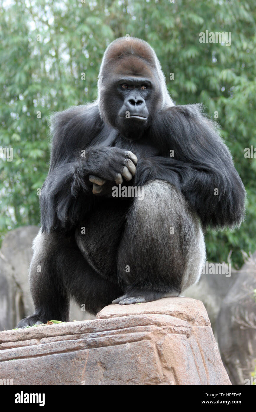 Intimidating silverback gorilla posing on a stone Stock Photo - Alamy